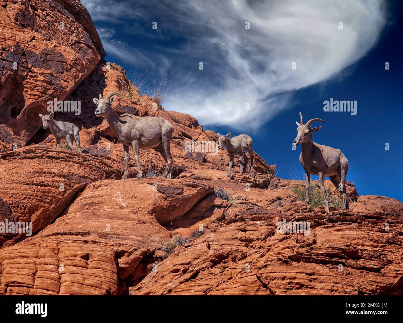 A flock of desert bighorn sheep (Ovis canadensis nelsoni) standing on ...