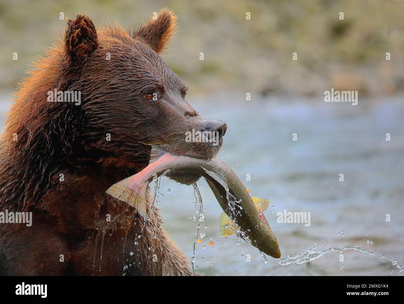 A brown bear catching fish in the river looking aside Stock Photo - Alamy