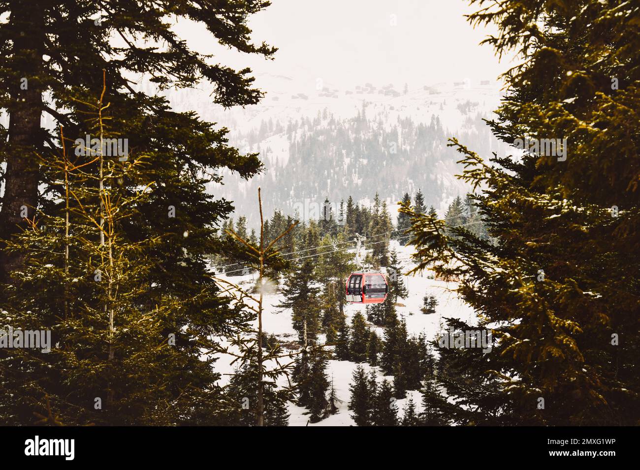 Red gondola ski cable way lift isolated in fir forest in Goderdzi ski ...