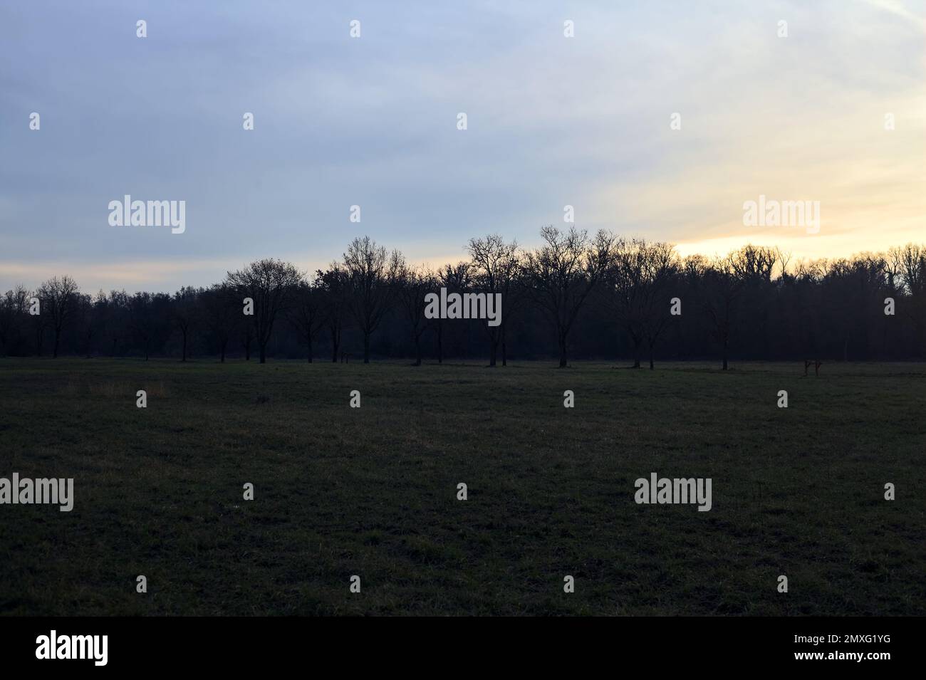 Path bordered by two rows of trees in a park at sunset Stock Photo - Alamy