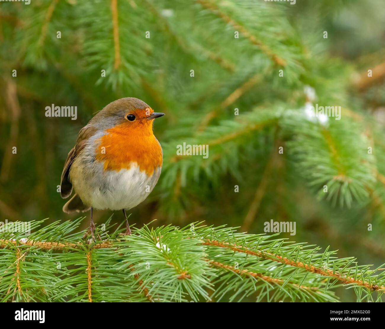 A selective of a European robin (Erithacus rubecula) on a branch Stock ...