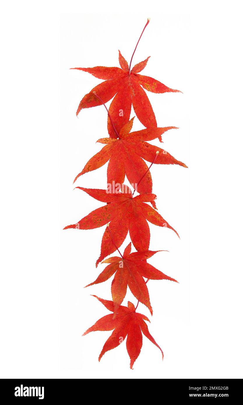 Colorful fall leaves japanese Cut Out Stock Images & Pictures - Alamy