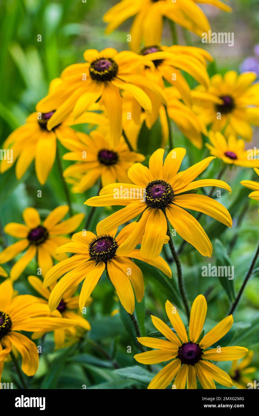 Yellow flowers of Rudbeckia. Flower of Rudbeckia fulgida, the orange ...