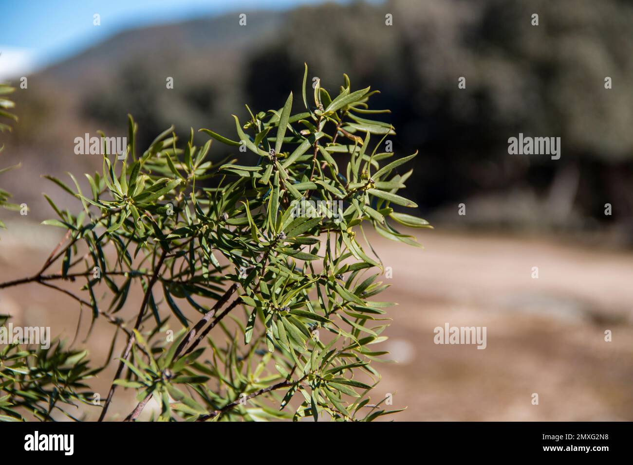 Torrisco or torvisco, on a sunny winter day. Daphne gnidium. Shrub with ...