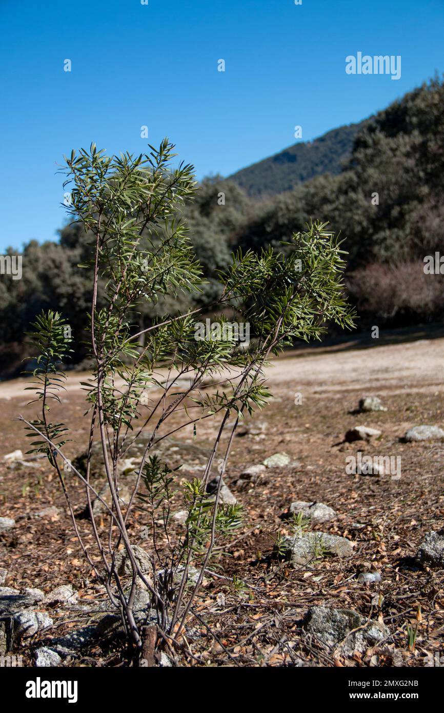 Torrisco or torvisco, on a sunny winter day. Daphne gnidium. Shrub with ...