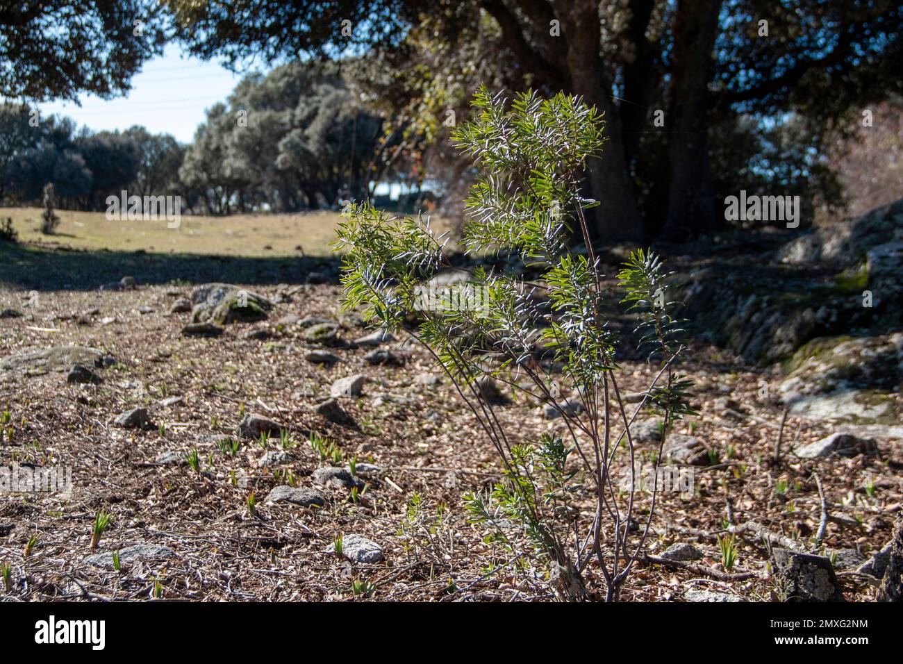Torrisco or torvisco, on a sunny winter day. Daphne gnidium. Shrub with ...