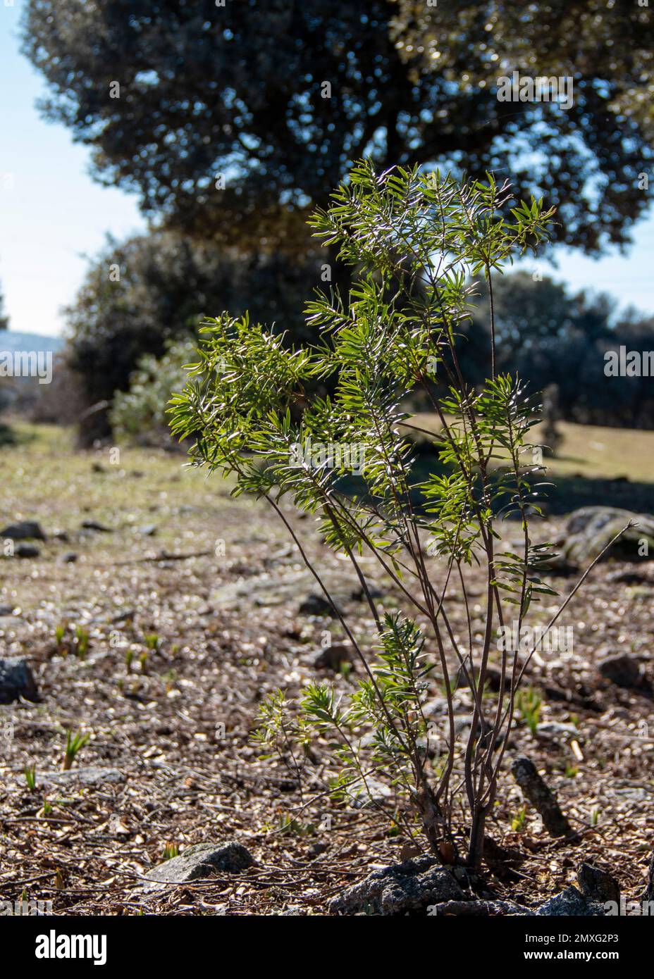 Torrisco or torvisco, on a sunny winter day. Daphne gnidium. Shrub with ...