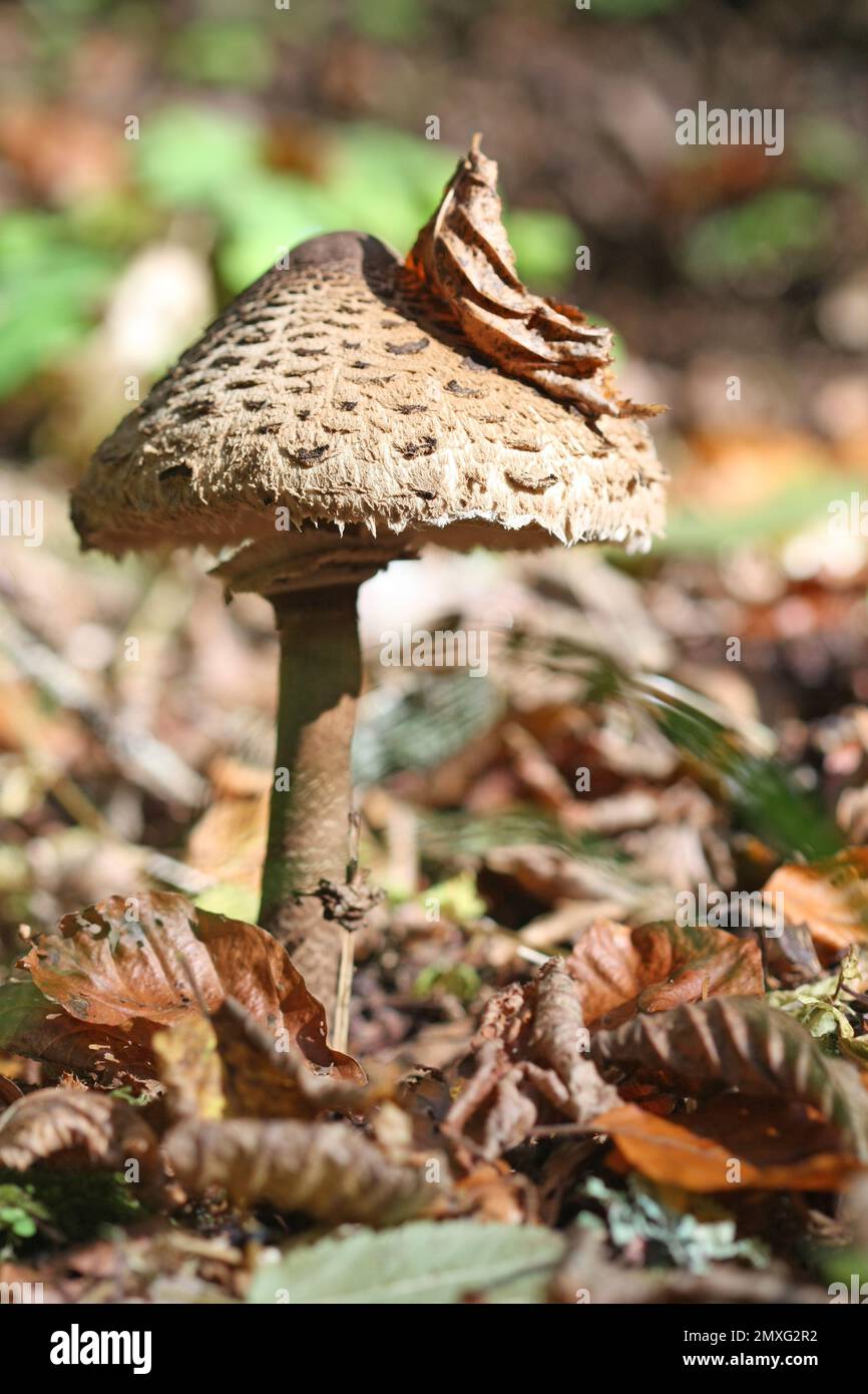 Parasol giant parasol mushroom hi-res stock photography and images - Alamy