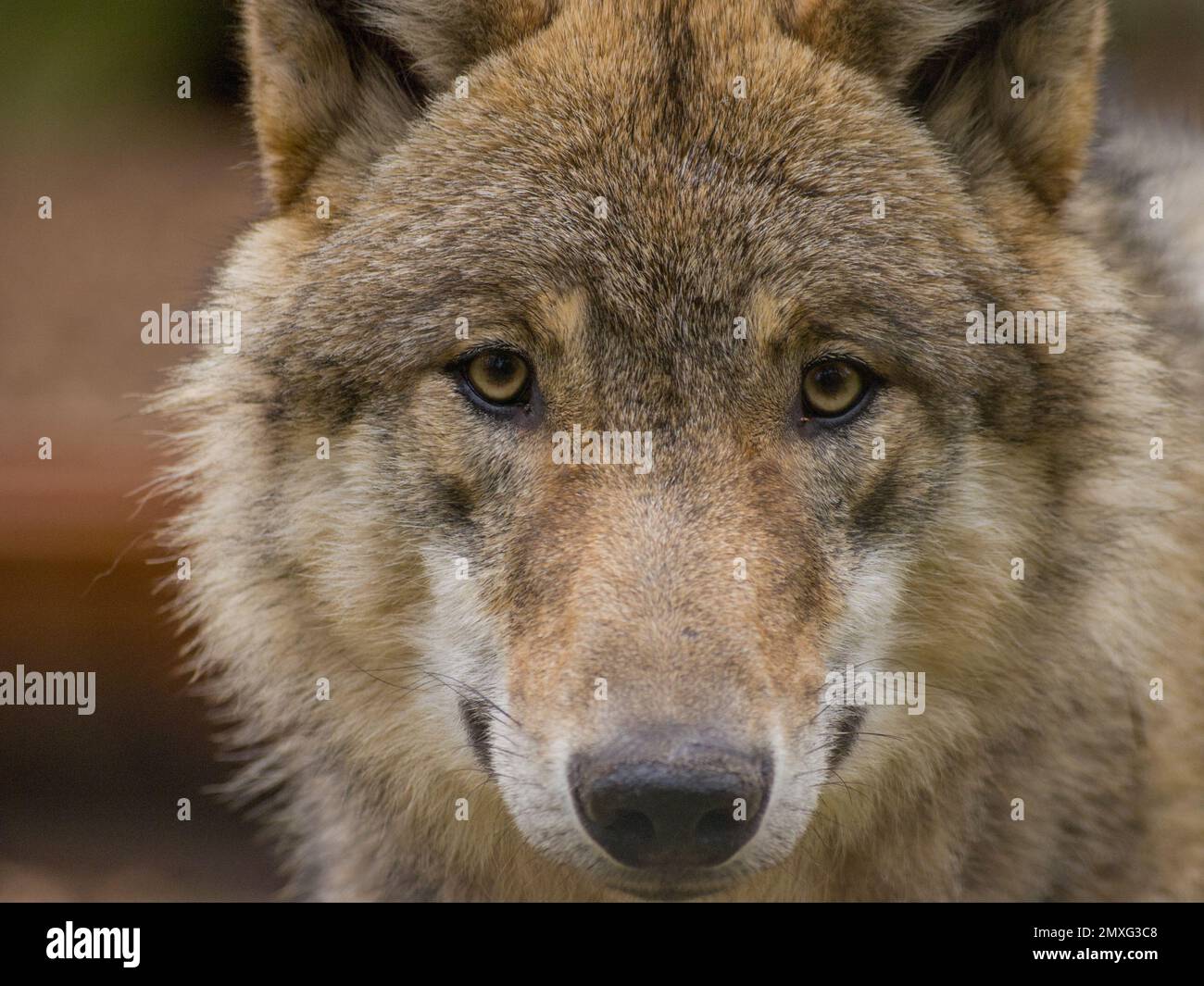Muzzle of a wolf hi-res stock photography and images - Alamy