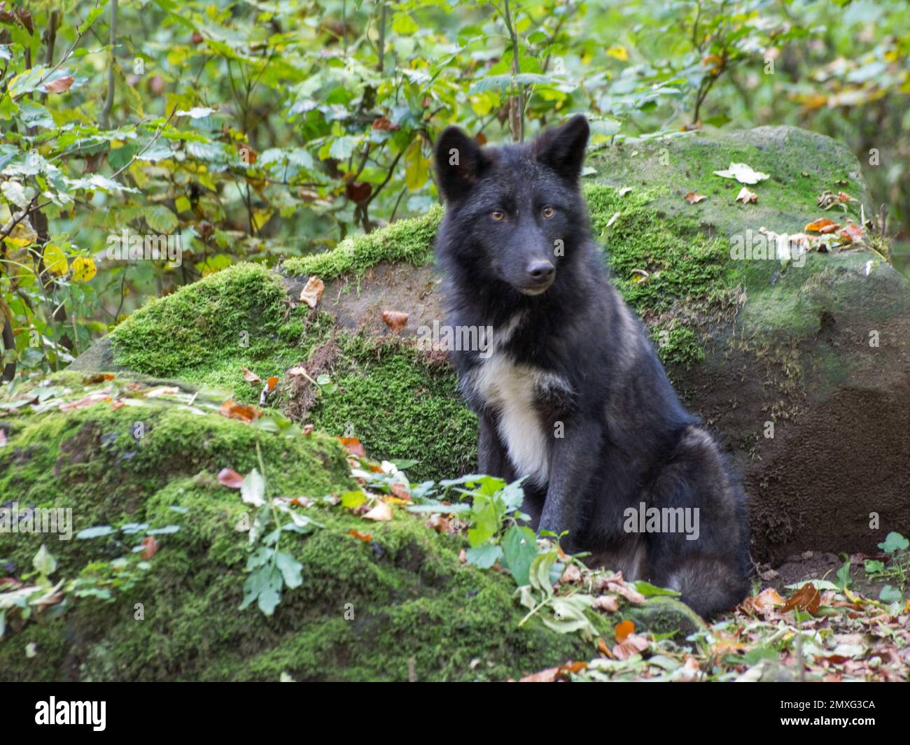 A black wolf in the forest Stock Photo - Alamy