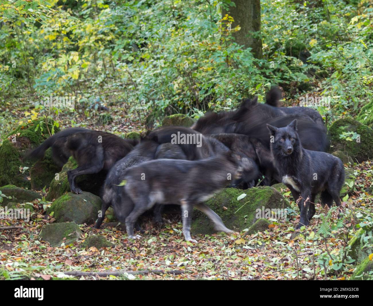 Black wolves hi-res stock photography and images - Alamy
