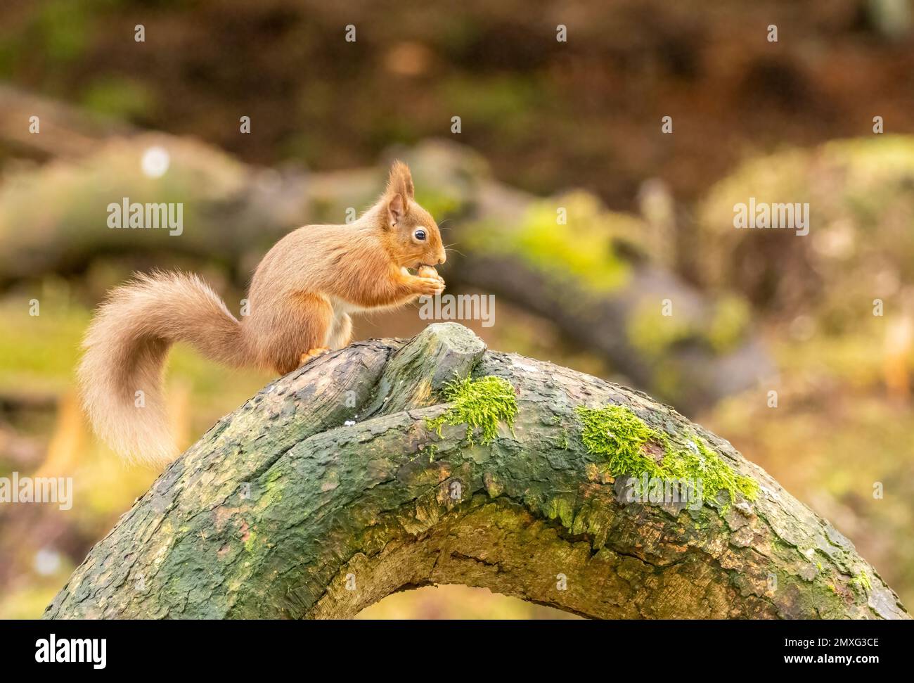 A closeup of a common squirrel (Sciurus vulgaris) on a broken trunk of ...