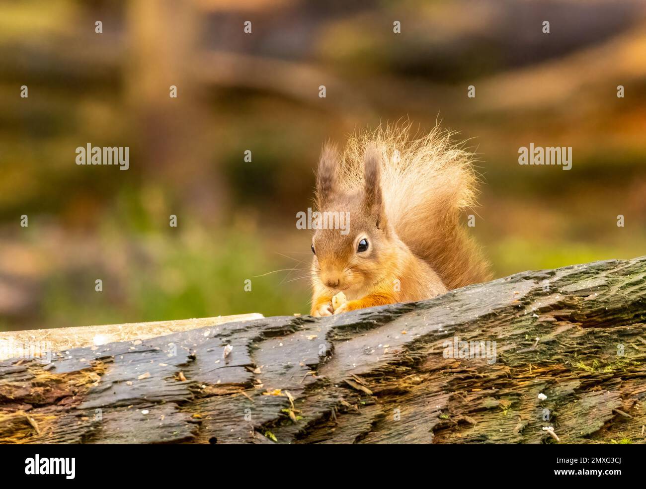 A closeup of a common squirrel (Sciurus vulgaris) on a broken trunk of ...