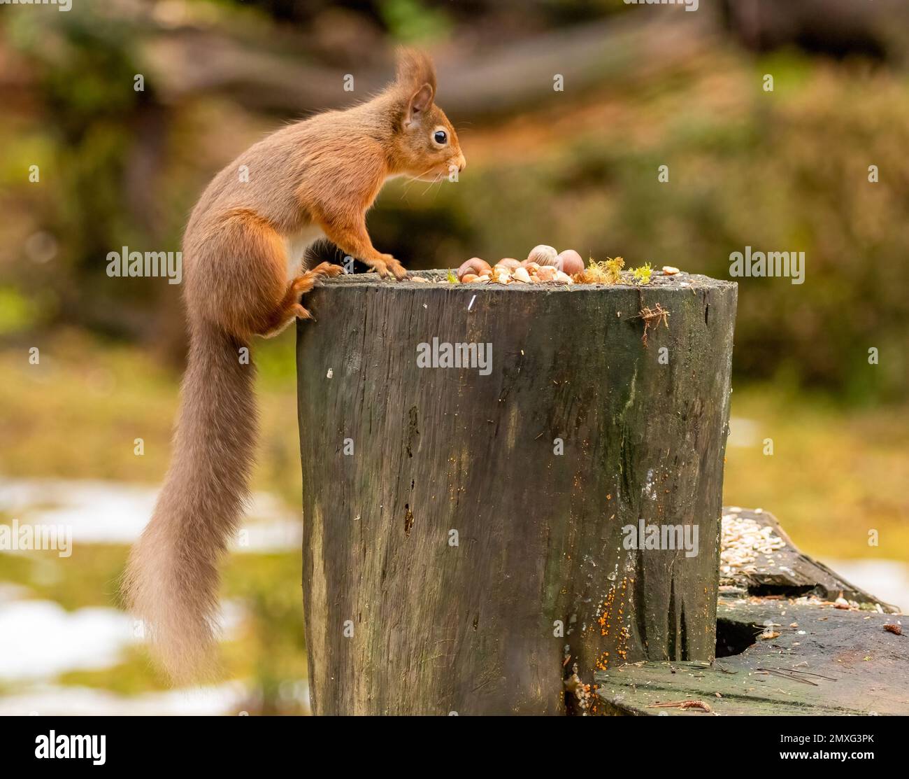 A closeup of a common squirrel (Sciurus vulgaris) on a tree log Stock ...