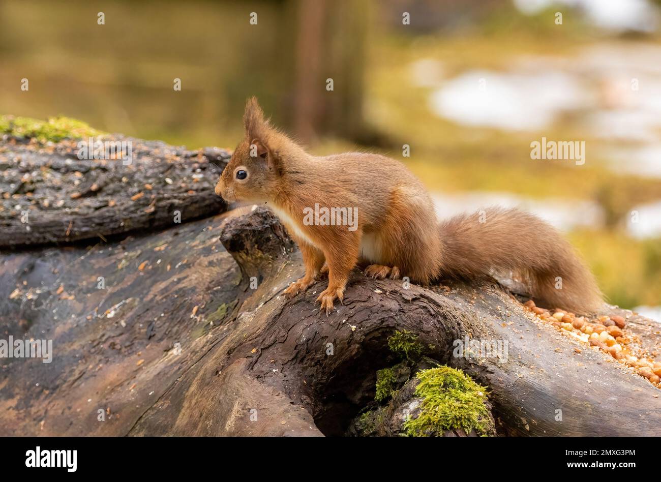 A closeup of a common squirrel (Sciurus vulgaris) on a broken trunk of ...