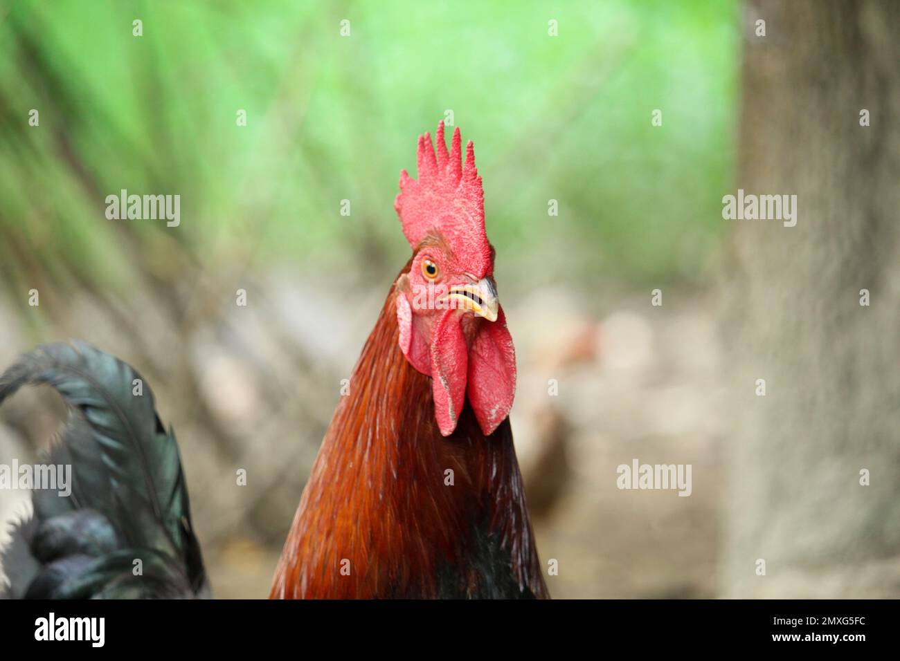 Portrait of a red rooste. The breed of rooster is bangladeshi Stock ...