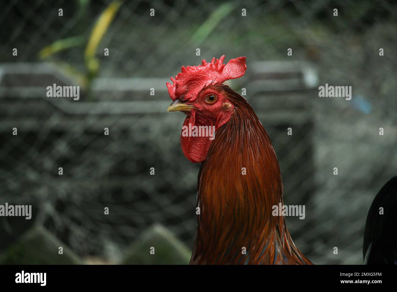 Portrait of a red rooste. The breed of rooster is bangladeshi Stock ...