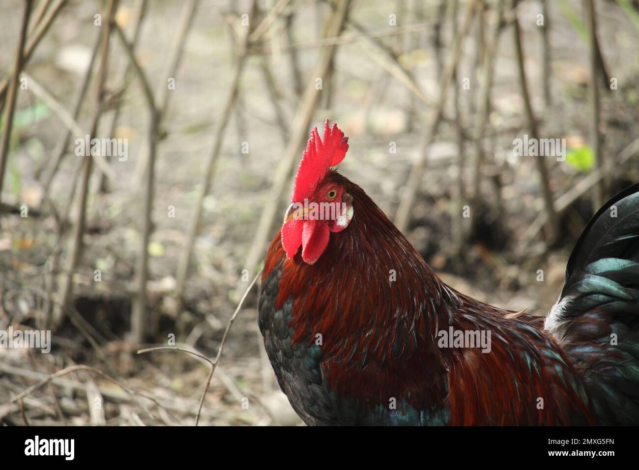 Portrait of a red rooste. The breed of rooster is bangladeshi Stock ...