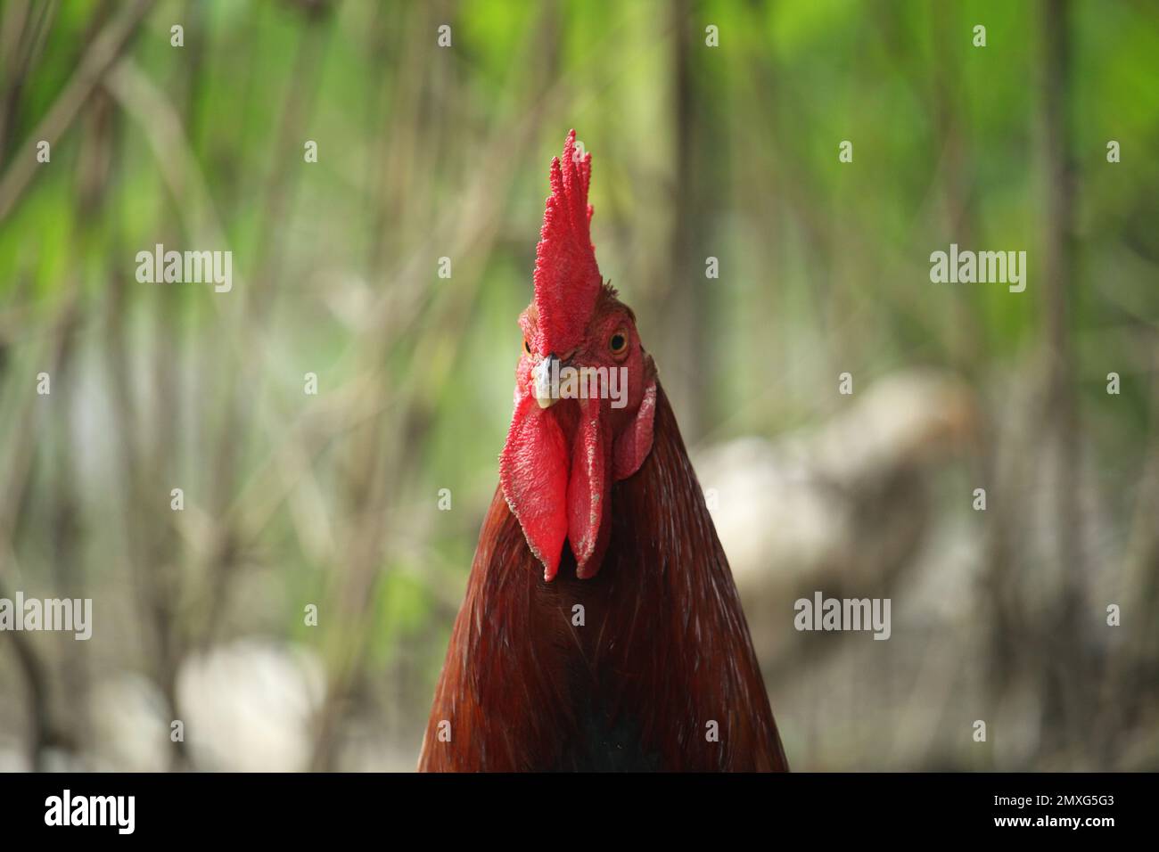 Portrait of a red rooste. The breed of rooster is bangladeshi Stock ...