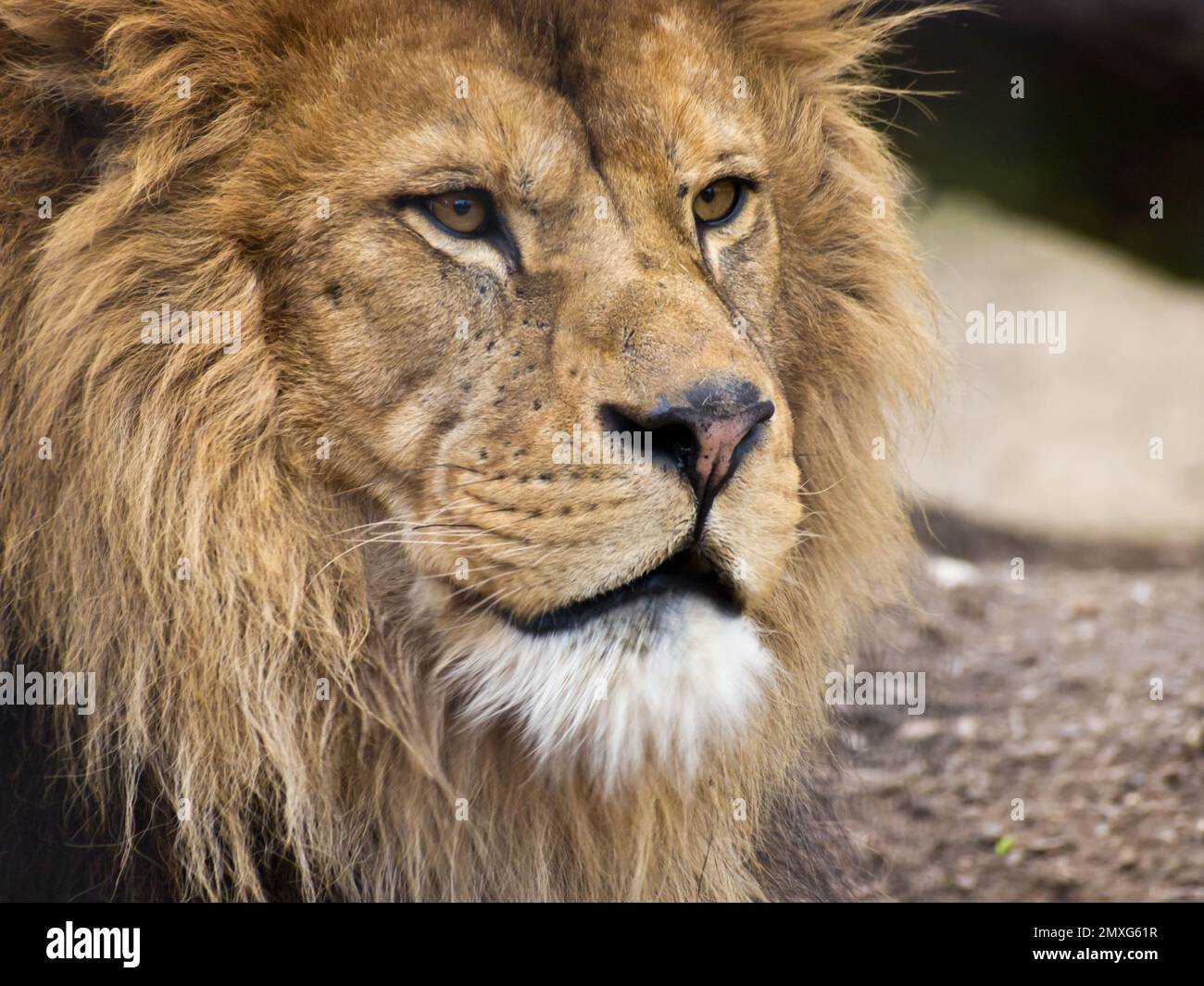 A closeup portrait of a lion looking straight forward, in a zoo Stock ...