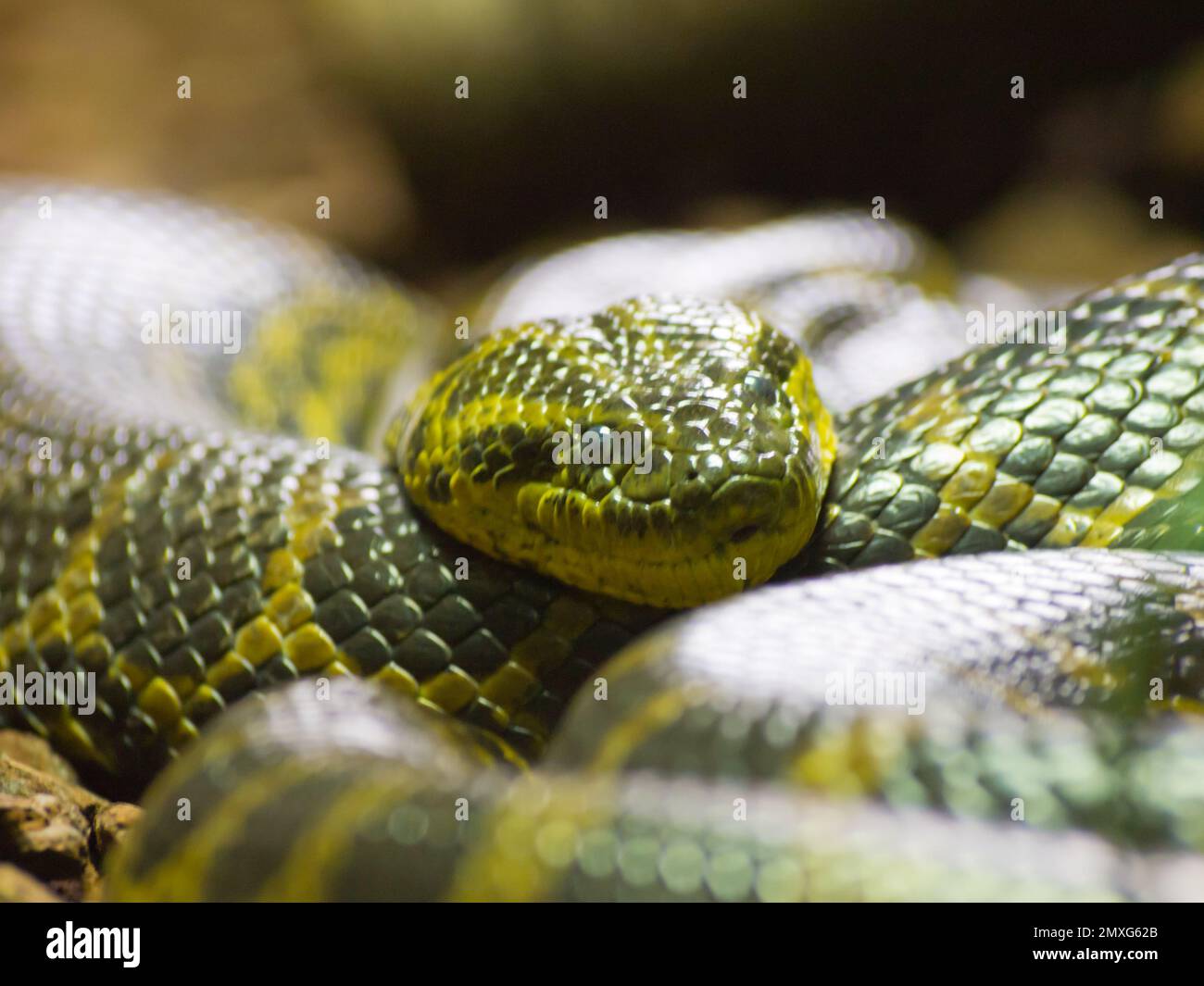 Anacondas Trail Of Blood Snake