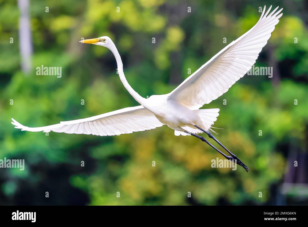 A closeup of an Eastern great egret flying on a blurry background of ...