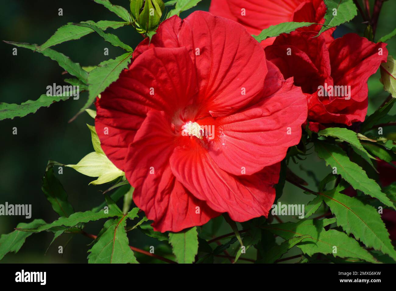 Nice red hibiscus hi-res stock photography and images - Alamy