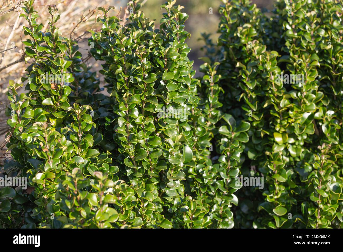 Close-up of Japanese Privet bush, Ligustrum japonicum rotundifolium ...