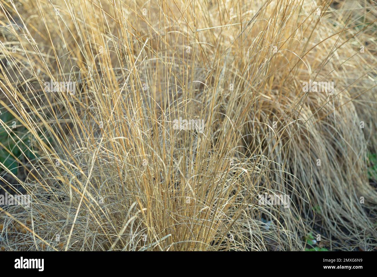 Close-up of striking ornamental perennial grass, prairie dropseed ...