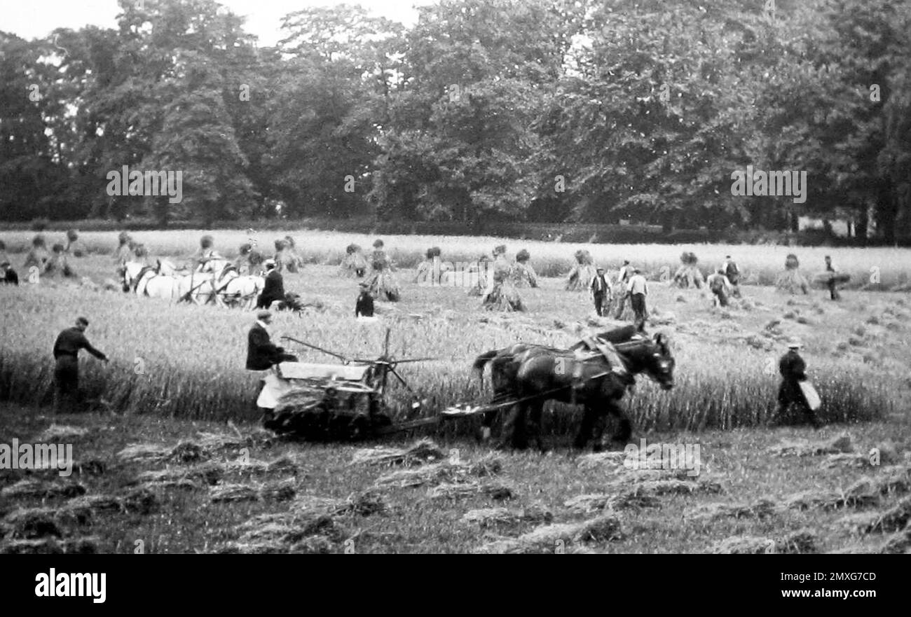 Reaping with a horse, early 1900s Stock Photo - Alamy