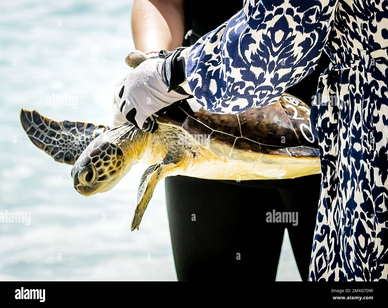 WILLEMSTAD - Princess Amalia releases a turtle into the sea during a ...