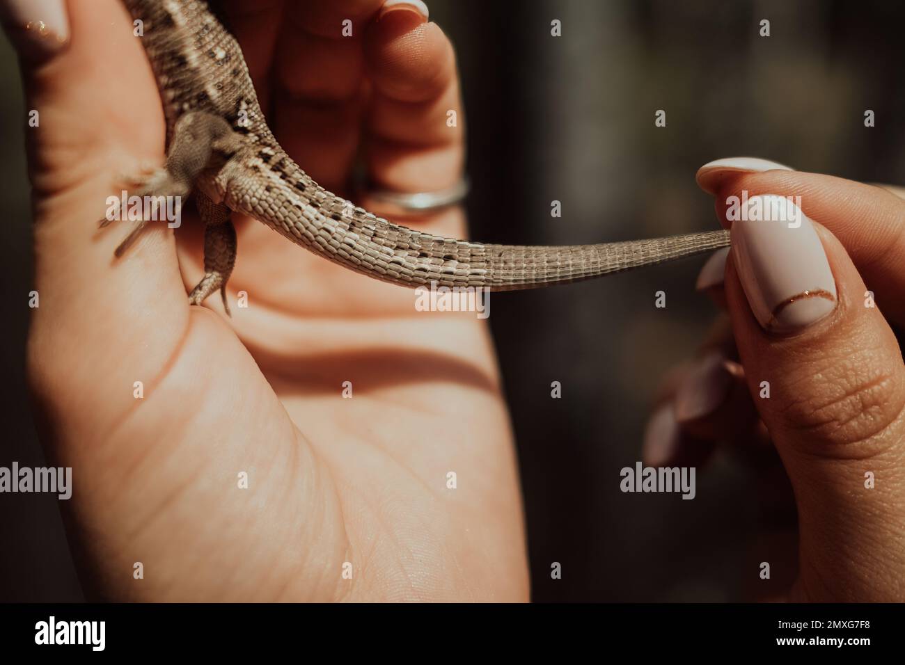 Tail of lizard in female hands.Beautiful reptile.Exotic tropical ...