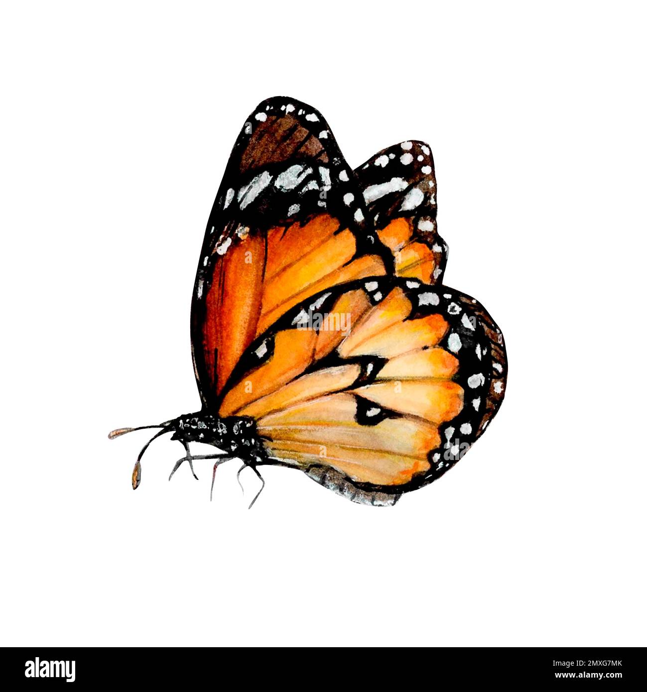 Butterfly of an orange monarch Watercolor Illustration Stock Photo - Alamy