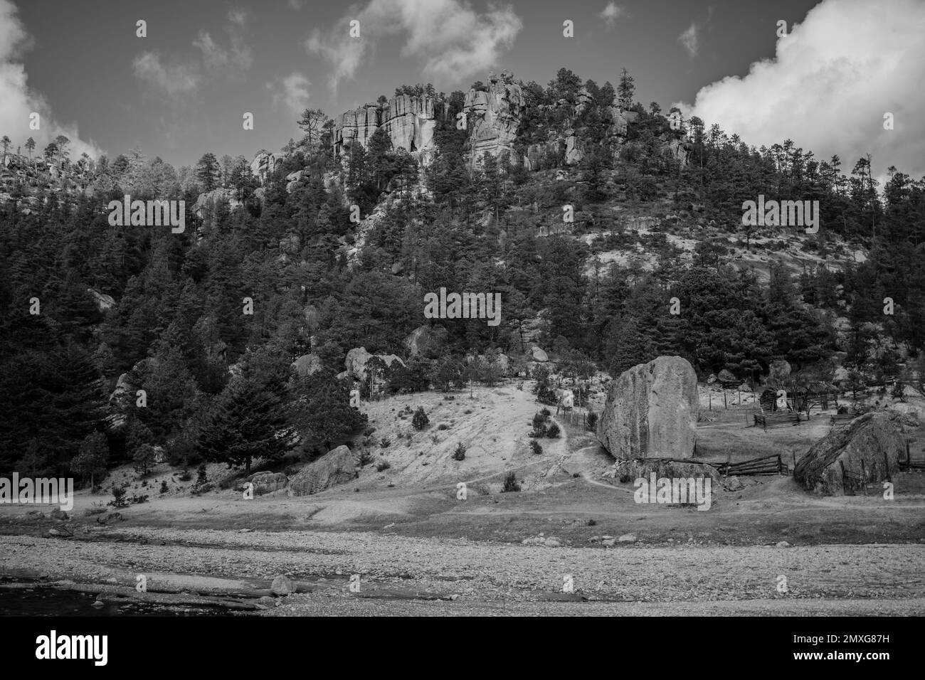 A grayscale of green trees covering the big mountain with rocky peak ...