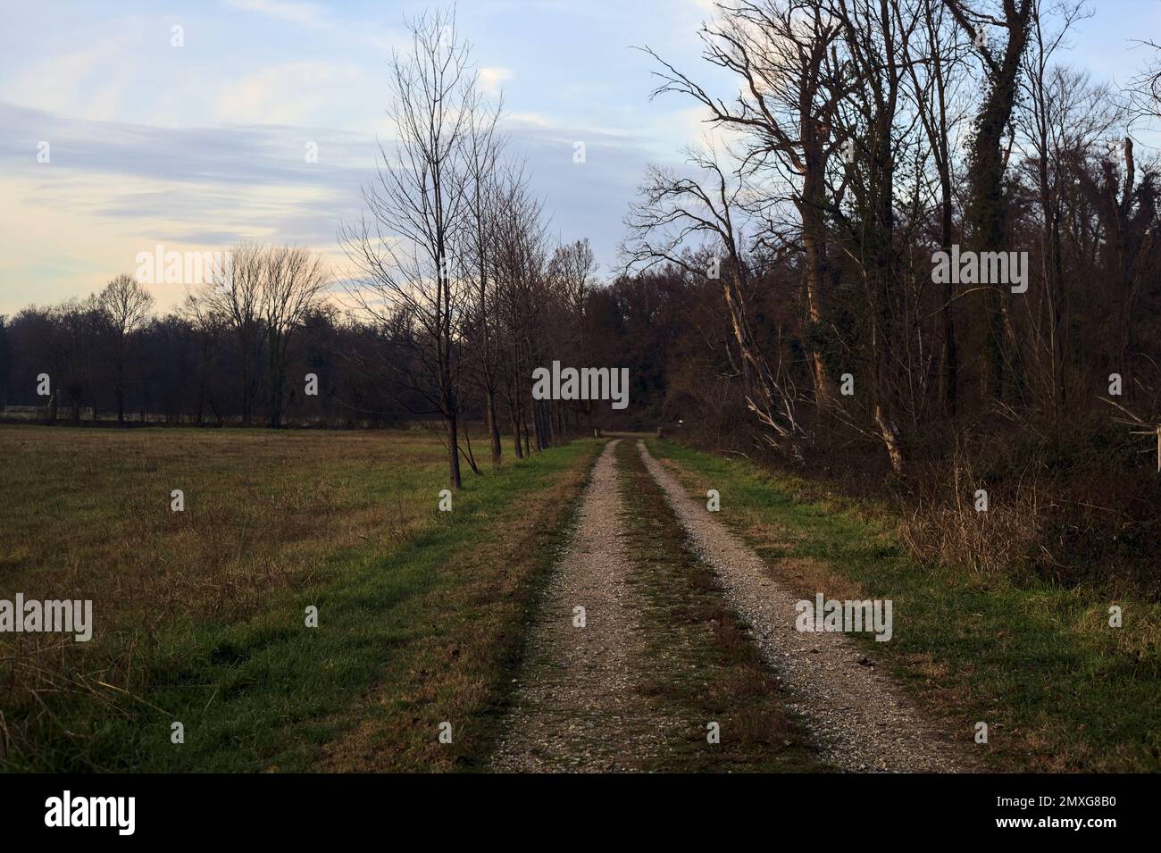 Walk in grass forest sunset hi-res stock photography and images - Alamy
