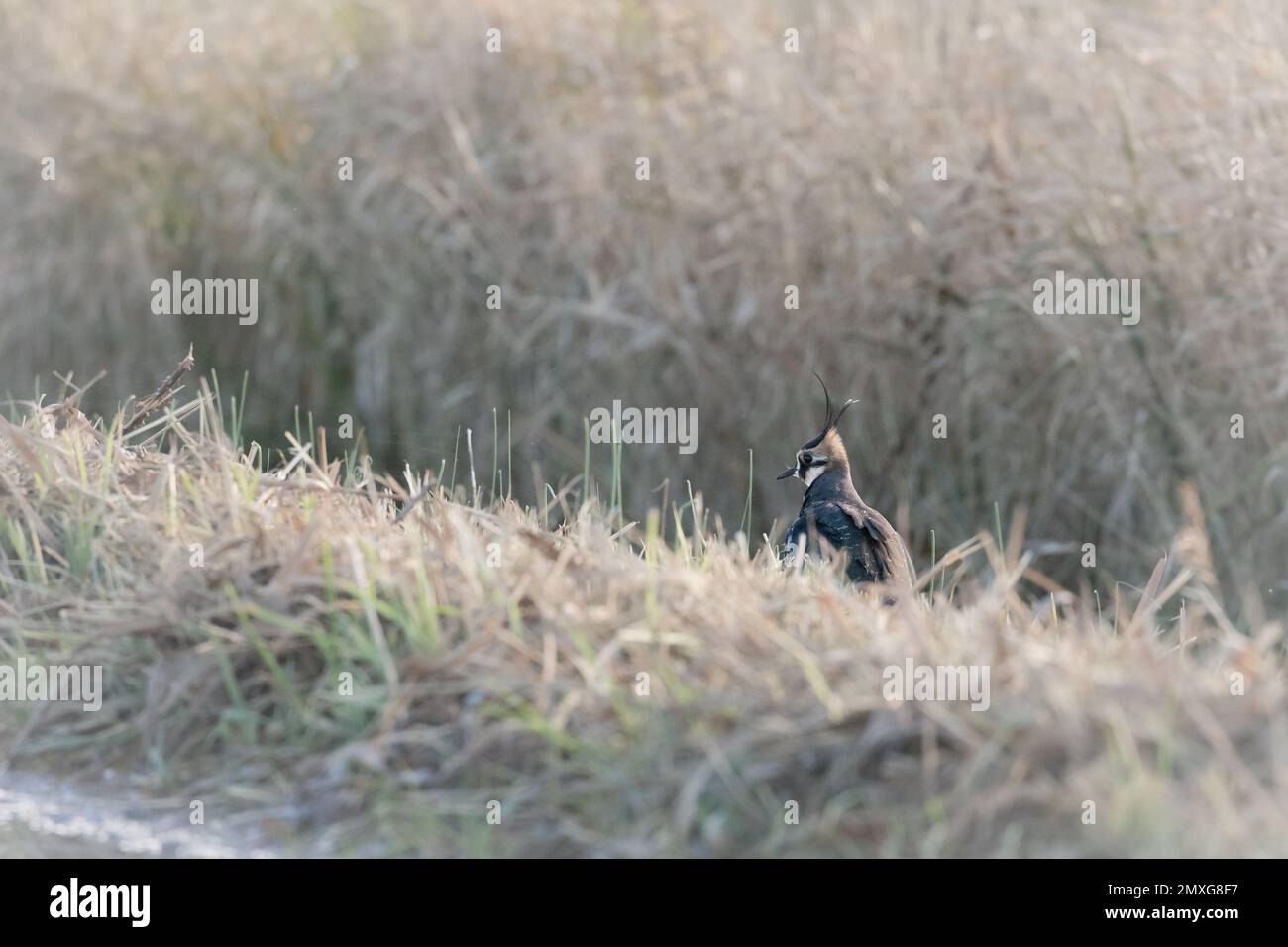 A lapwing (Vanellus vanellus) hides along the ditches in the wetland at ...