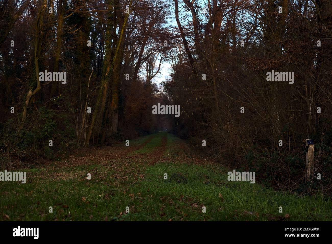 Trail covered by foliage in the middle of a park at sunset Stock Photo ...