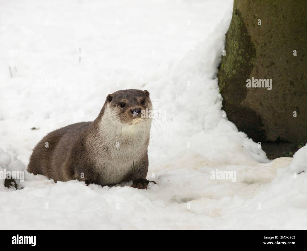 A cute Congo clawless otter (Aonyx congicus) sitting in the snow Stock ...