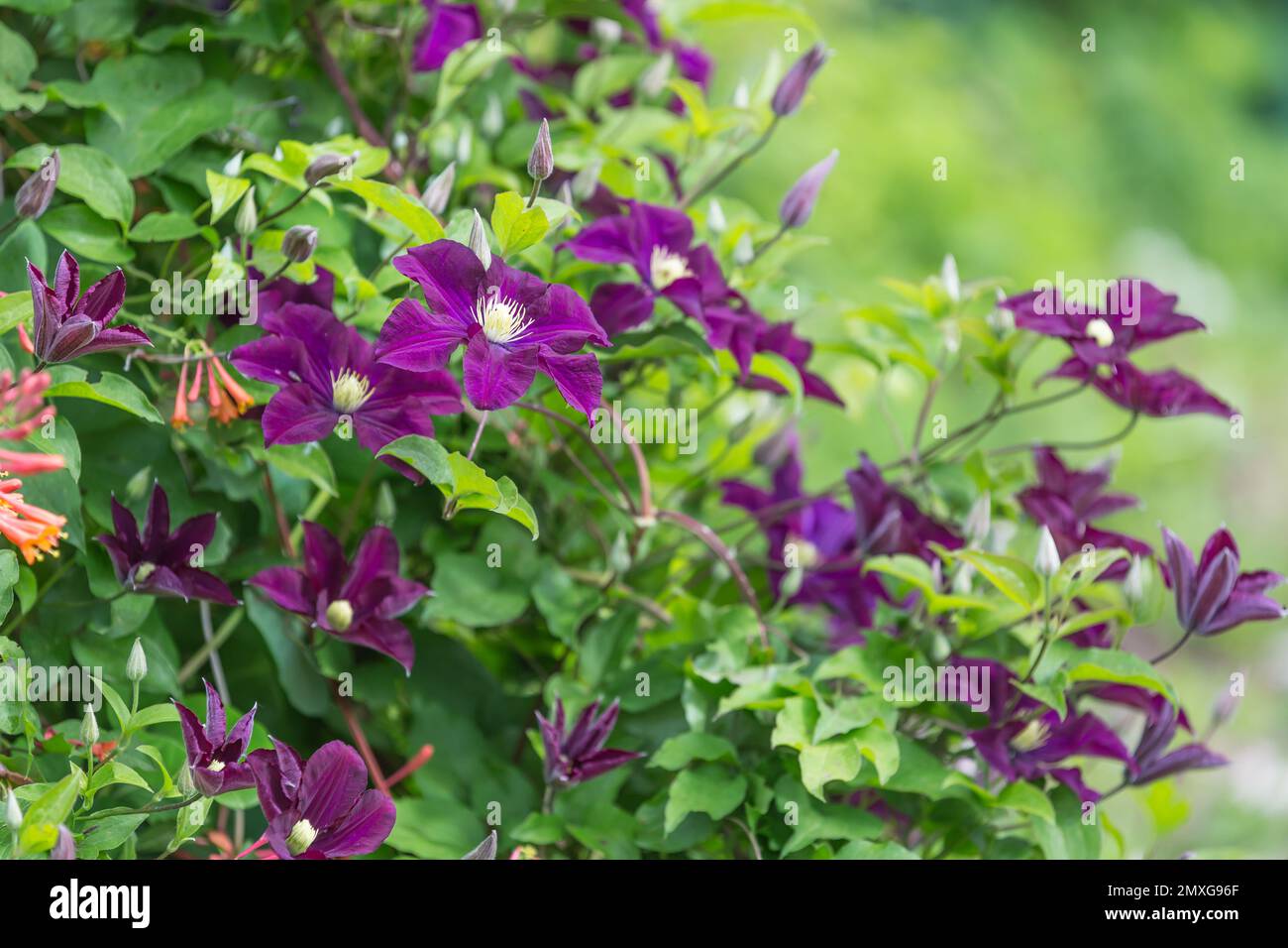 The abundant clematis Niobe of dark violet purple color with a large ...