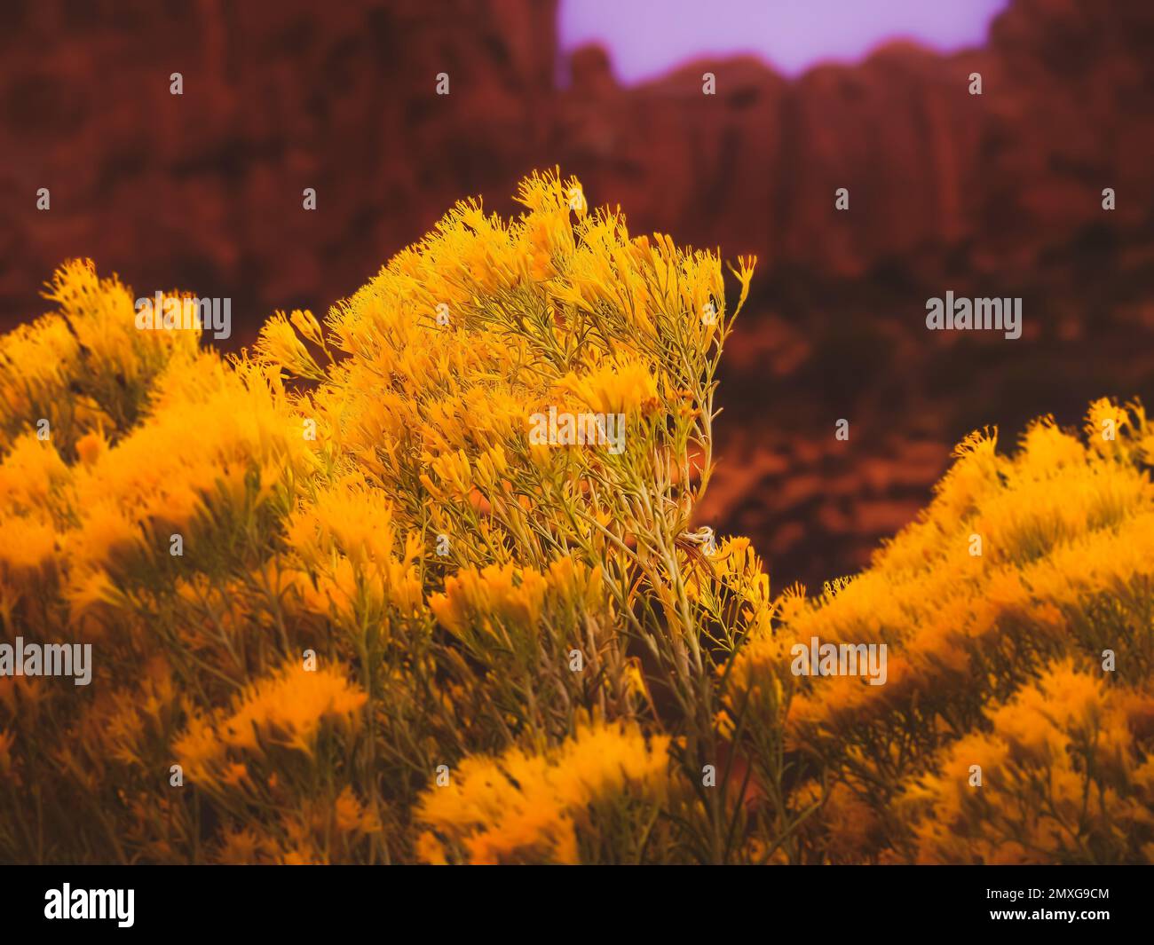 Rubber rabbitbrush plant hi-res stock photography and images - Alamy