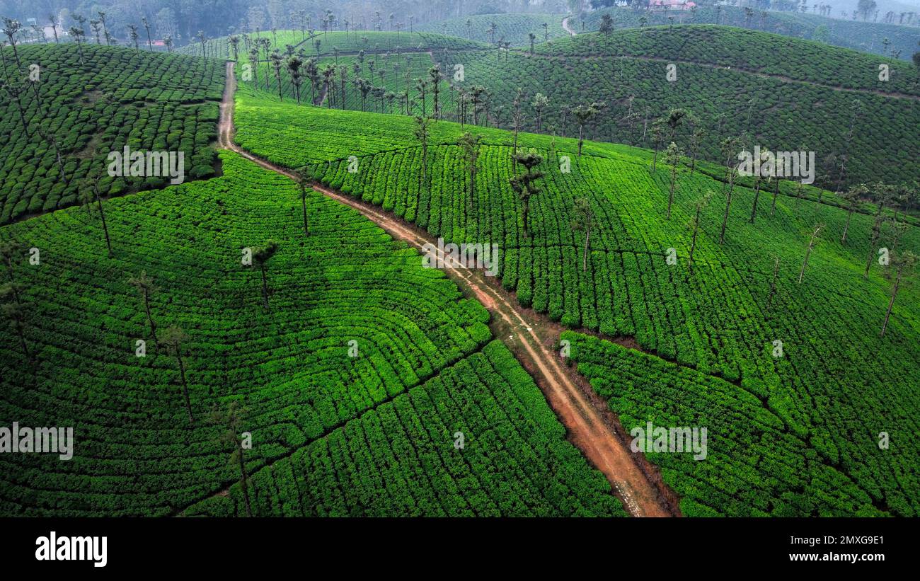 Aerial view tea plantations on hi-res stock photography and images - Alamy