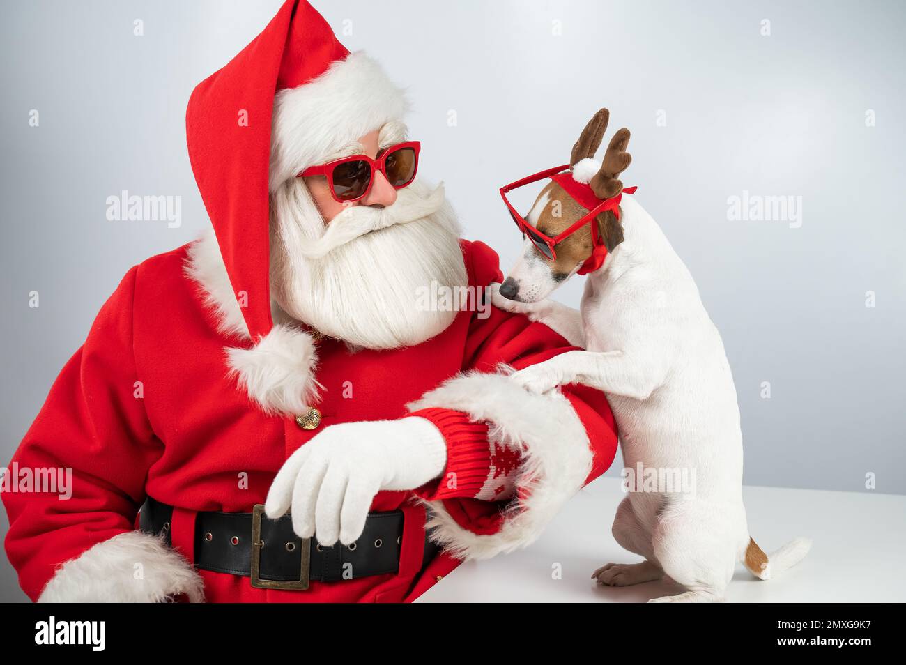 Portrait of santa claus in sunglasses and dog jack russell terrier in ...