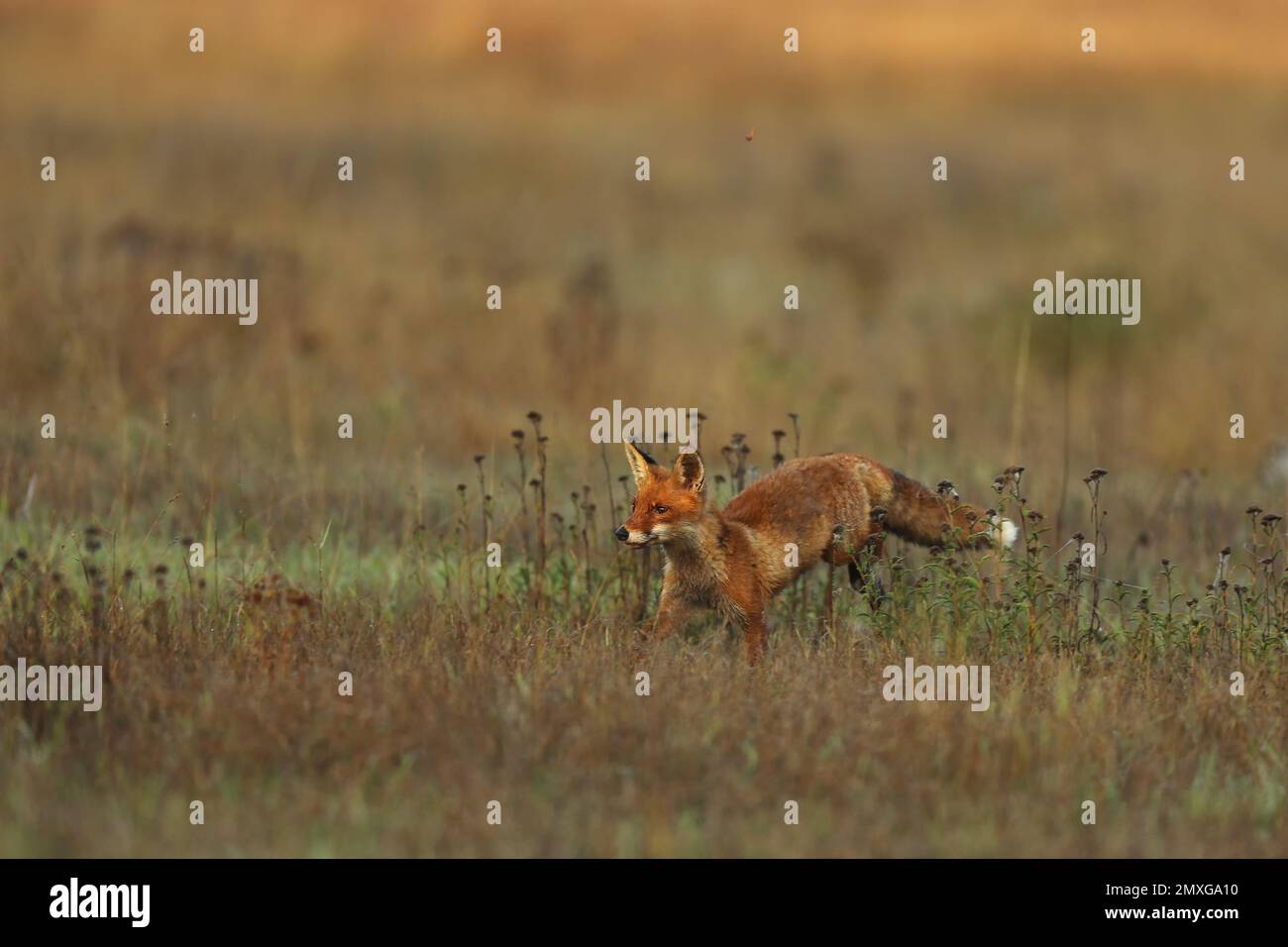 Red fox Vulpes vulpes looks for food in a meadow. Fox with orange fur ...
