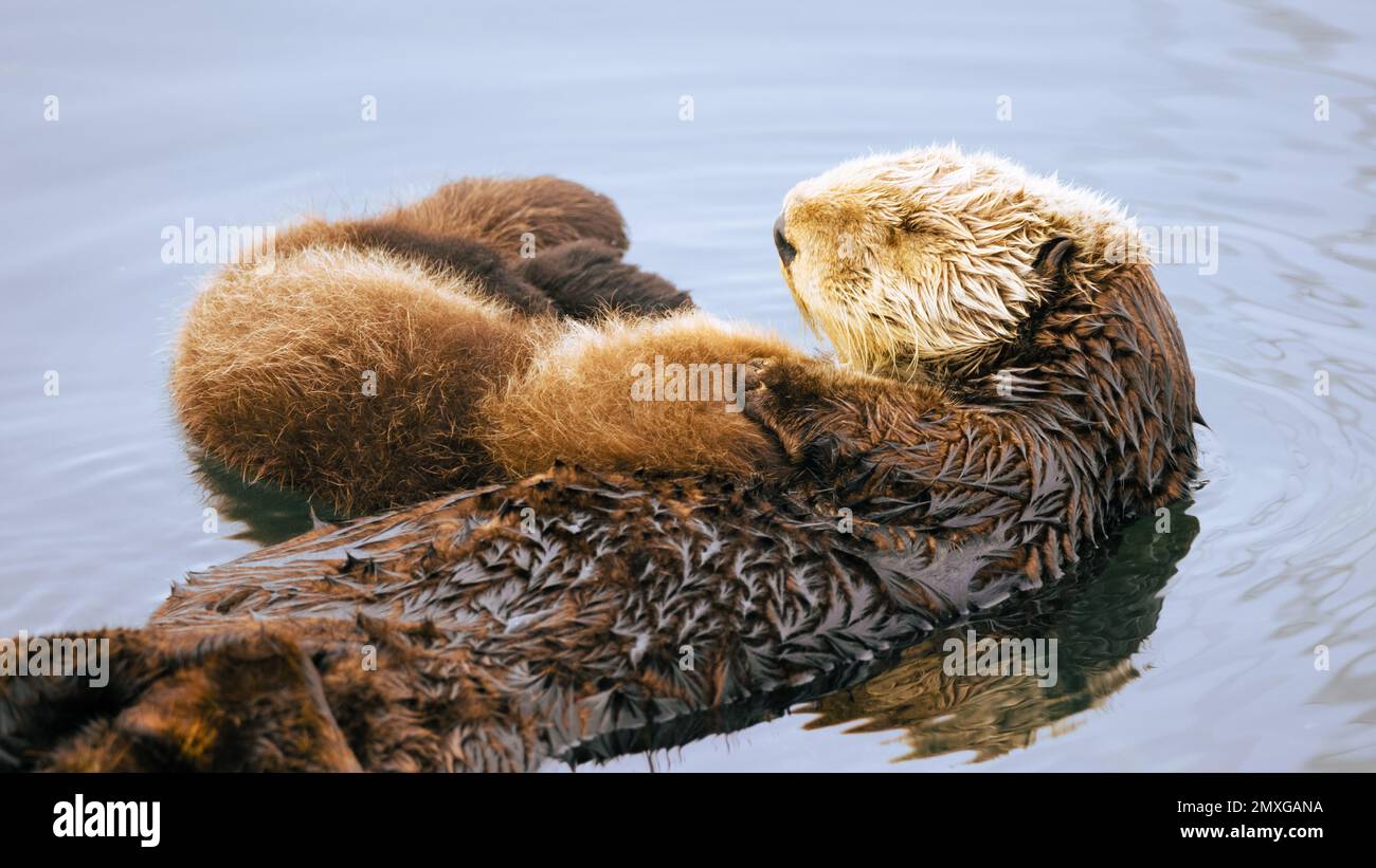 Sea Otter Mother Floating with her Pup Stock Photo - Alamy
