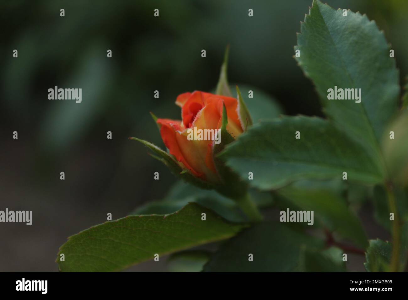 an orange rosebud against a background of green leaves in close-up with ...