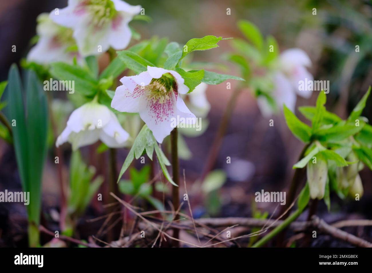 Lenten roses hi-res stock photography and images - Alamy