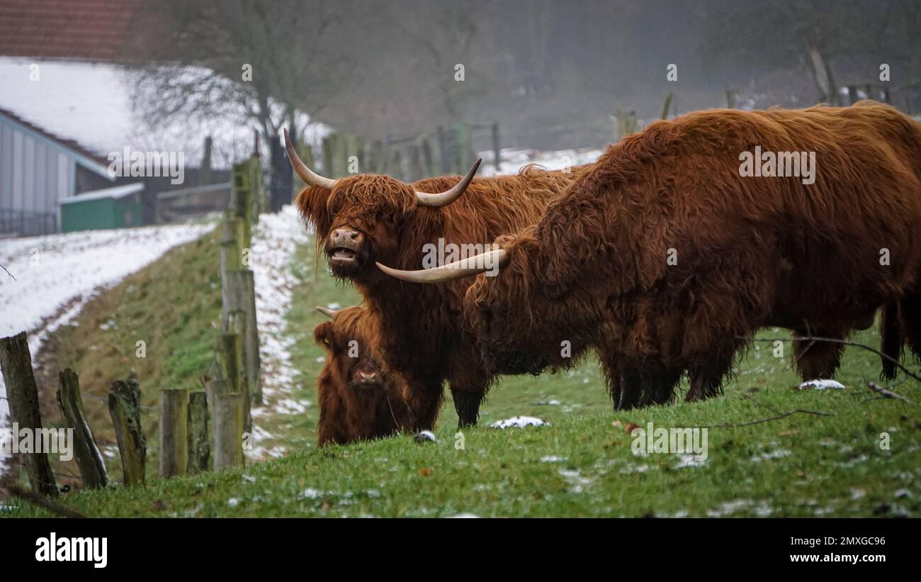 A scenic view of brown highland cows with sharp horns in a ranch in ...