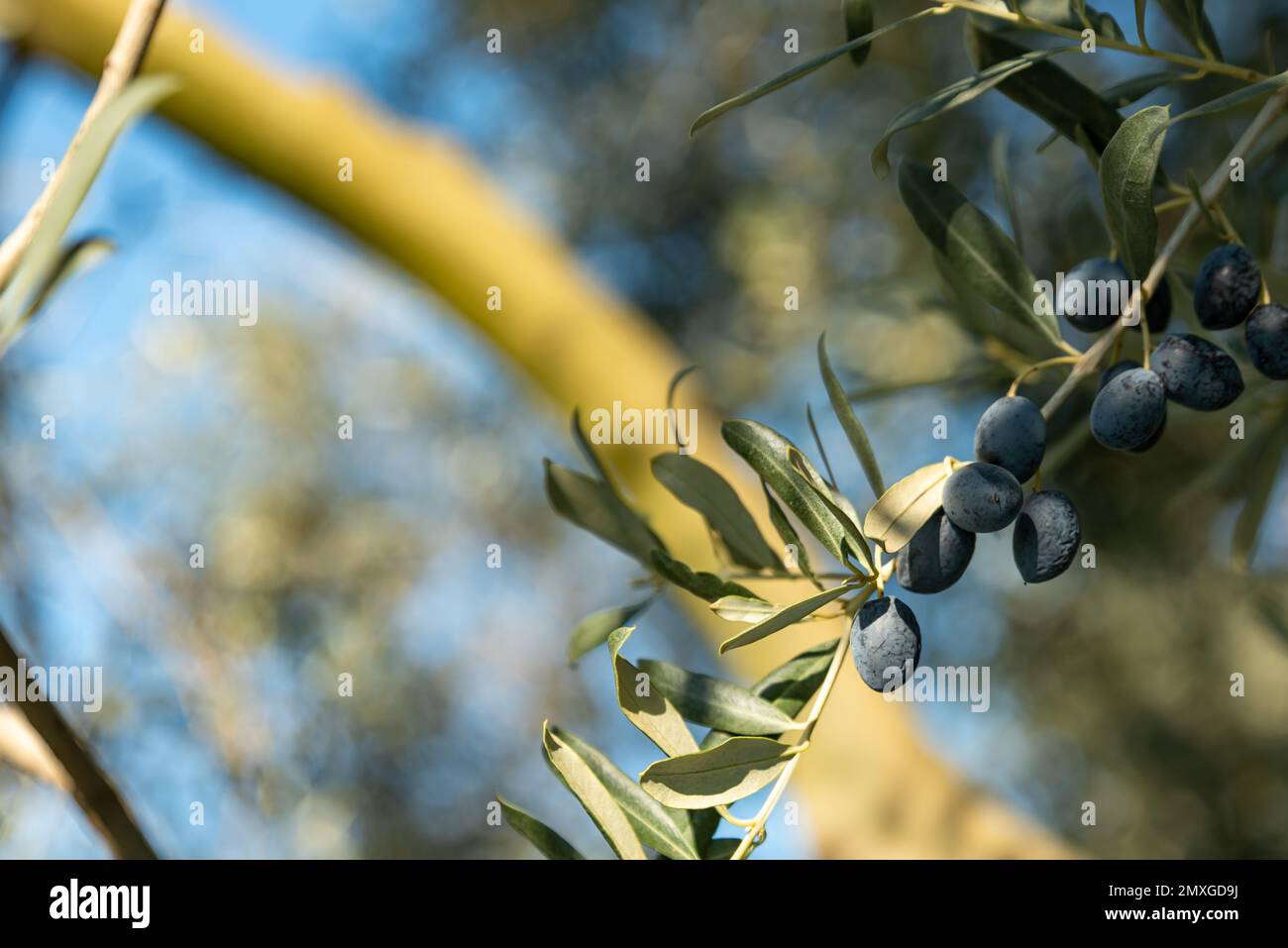 Olive oil trees full of olives.olive harvest , traditional olive ...