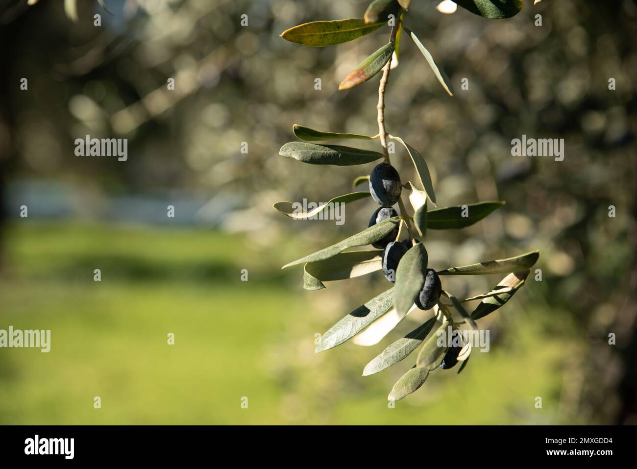 Olive oil trees full of olives.olive harvest , traditional olive ...