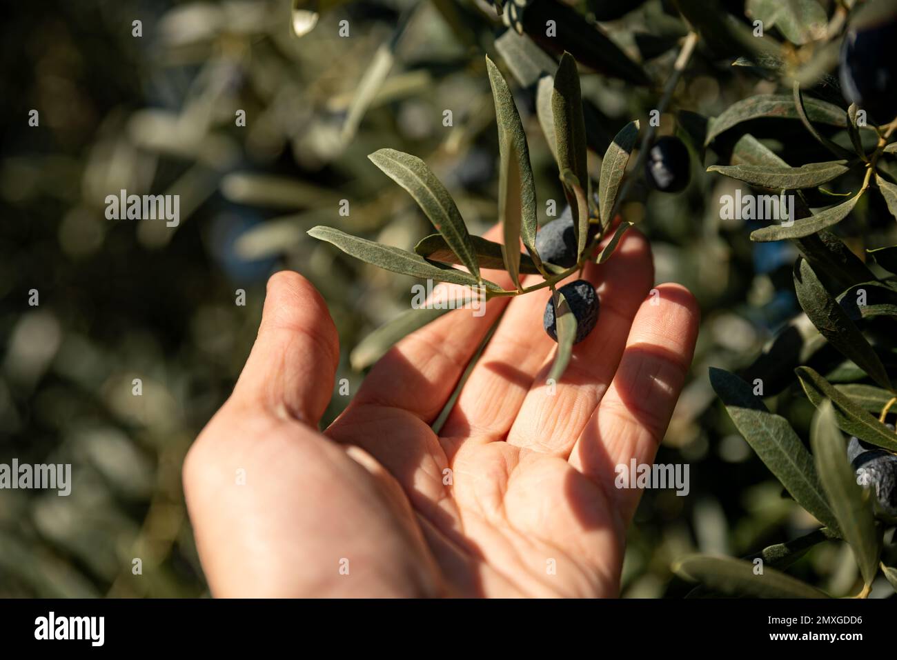 Hand picking green and black olives on the branch tree , traditional ...